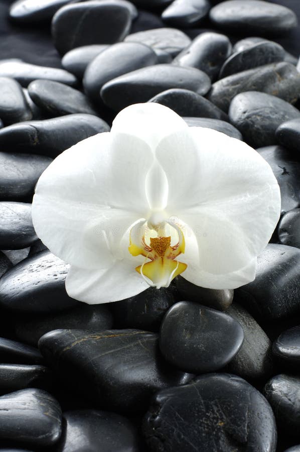 Orchid stock photo. Image of spring, therapy, still, beauty - 8254886