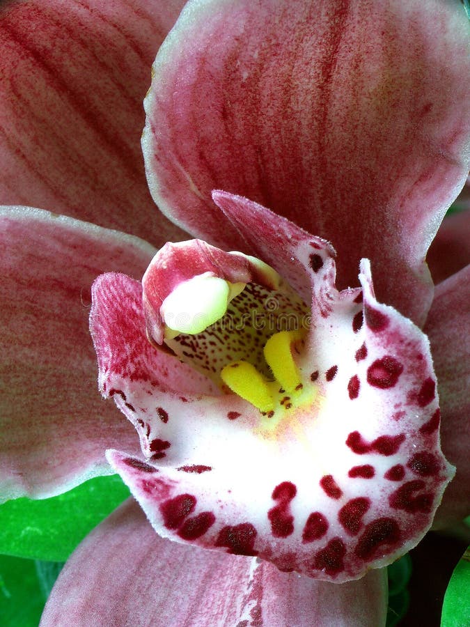 Octopus Orchid stock image. Image of extraordinary, backyard - 2164317