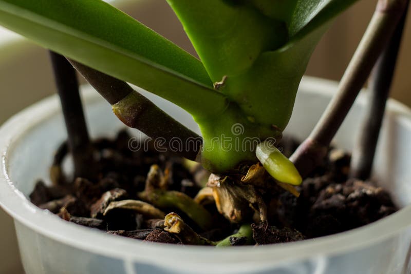 Orchid Aerial Root. it is the Active Phase of the Young Roots Stock ...