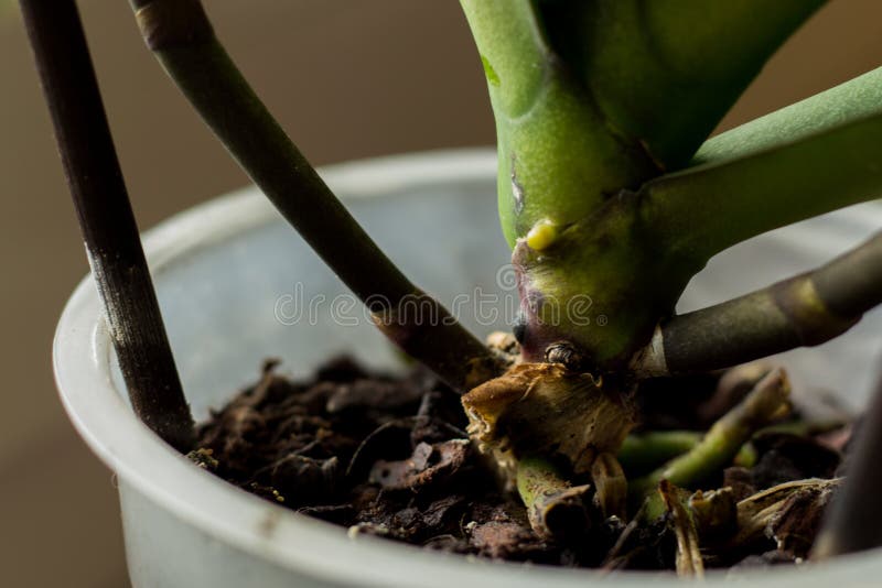 Orchid Aerial Root. it is the Active Phase of the Young Roots Stock ...