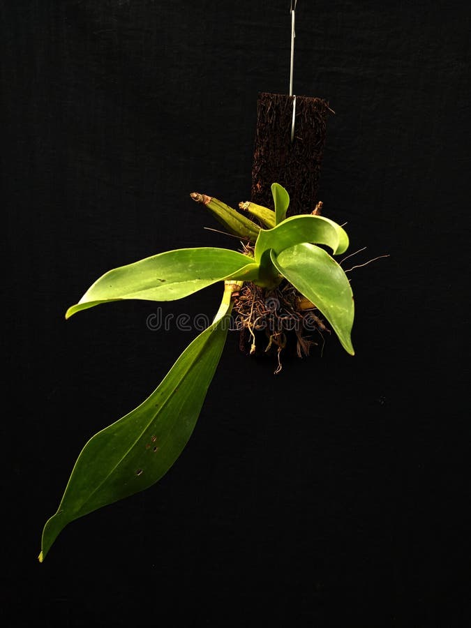 Anggrek Gramatumpyllum Stock Photos - Free & Royalty-Free Stock Photos ...