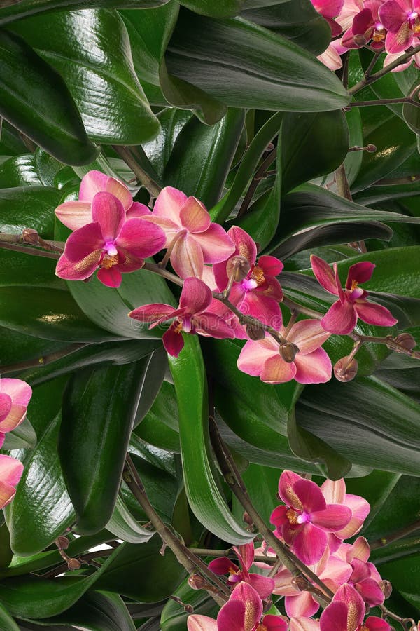 Orchid Background of Fresh Flowers for Background and Design Stock ...