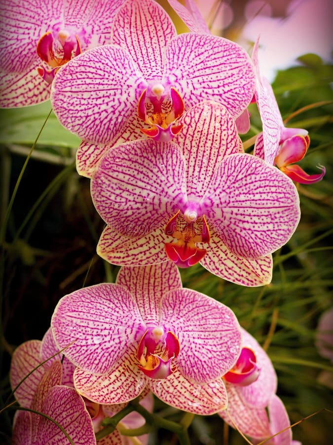 Orchid stock image. Image of natural, bloom, fresh, blooming - 90122611