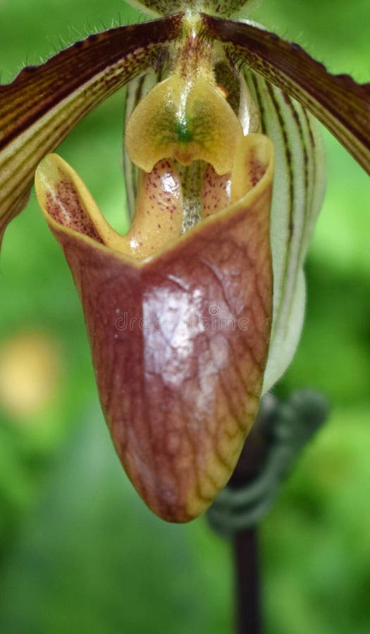 Orchid Bloom Column, Lip, Labellum Stock Image - Image of flower ...