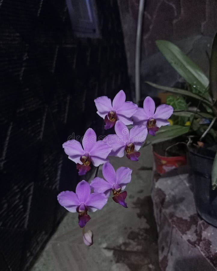 Only a Blooming Night Flower Queen of the Night. Selenicereus ...