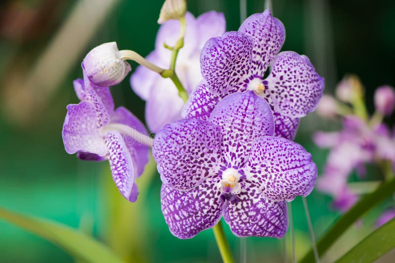 Orchid of blue vanda stock image. Image of orchid, hybrid - 43423987