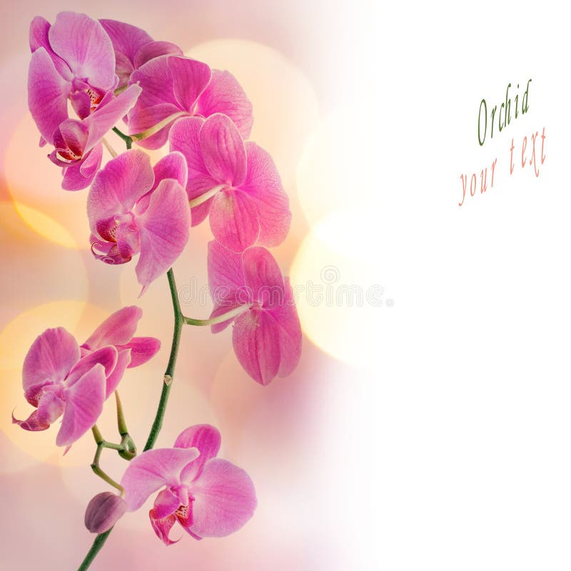 Orchid border stock image. Image of fresh, blur, bright - 15310839