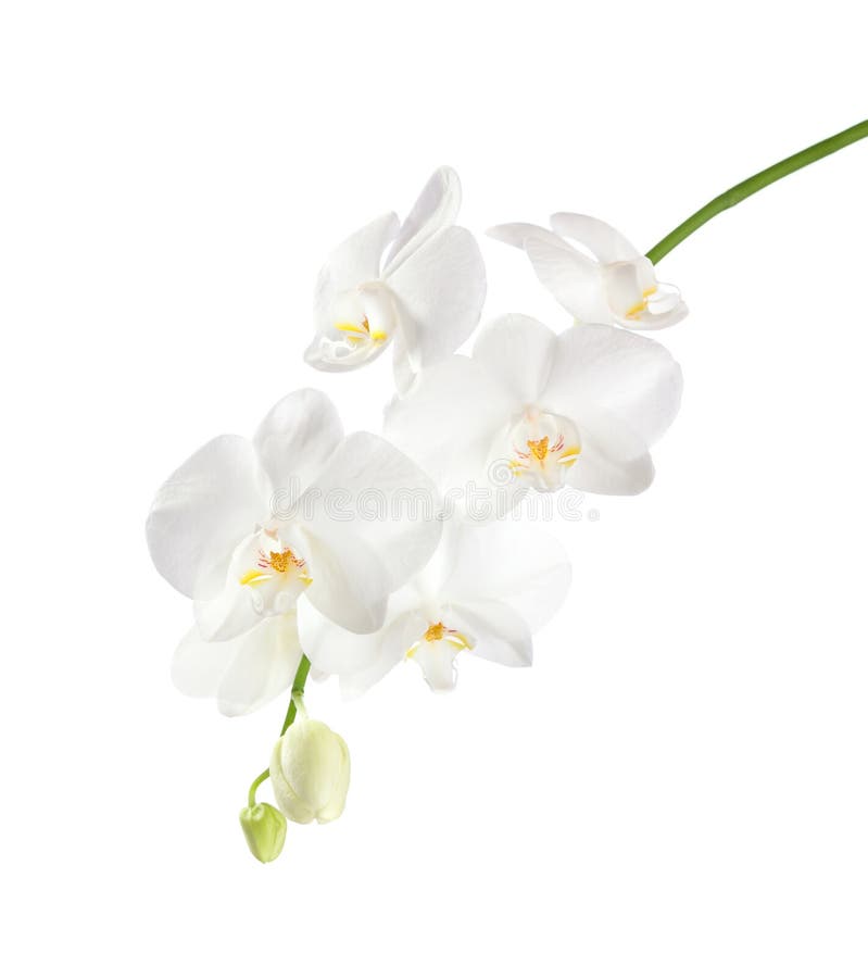 Orchid Branch with White Flowers Isolated on White Background Stock ...