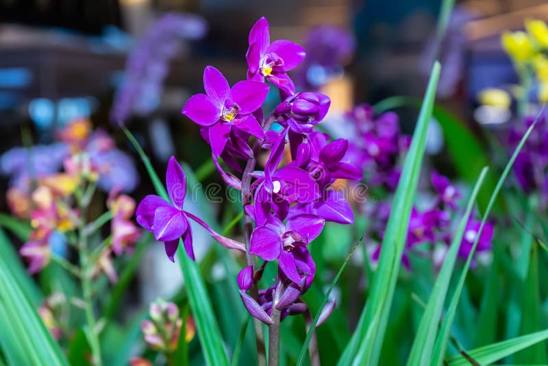 Orchid is Bright Colors and Beautiful Stock Photo - Image of abstract ...