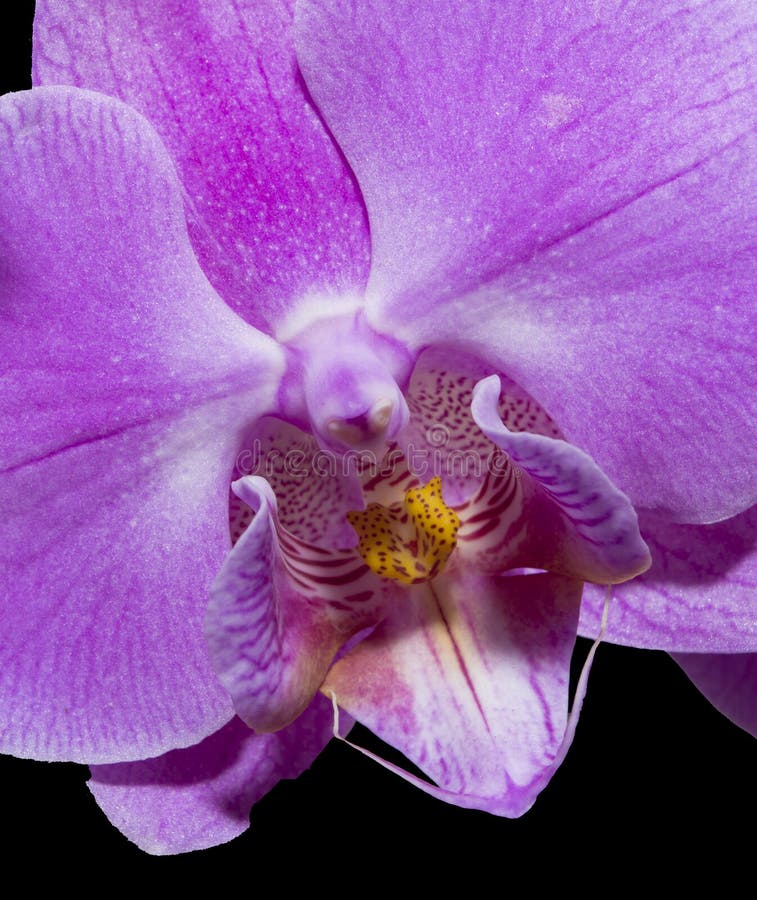 Orchid Bright Pink Large Flower Close Up Stock Image - Image of flower ...