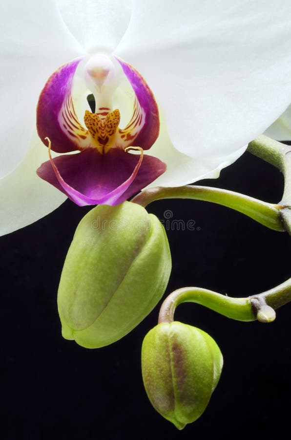 Orchid and buds stock image. Image of orchid, beauty - 31057071