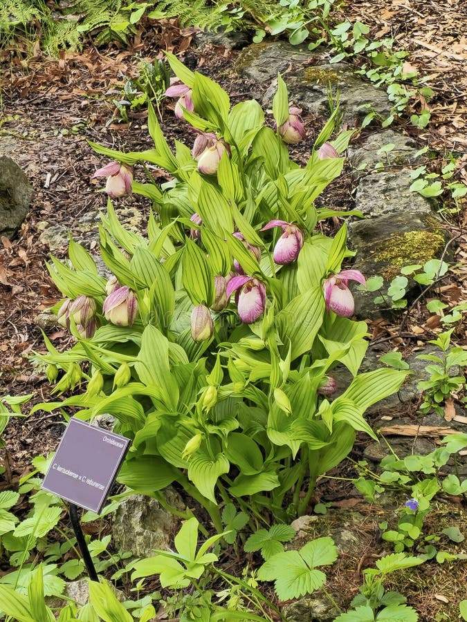 Orchid Bush Grows in the Open Ground Stock Image - Image of nature ...