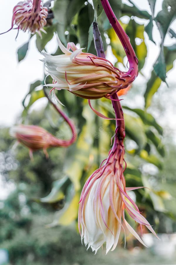 The Orchid Cactus Blooming at Night. Stock Photo - Image of cereus ...