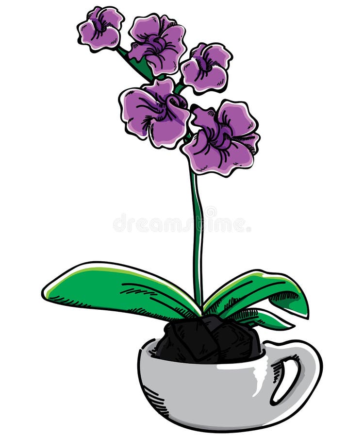 Orchid stock illustration. Illustration of orchid, succulent - 65795263