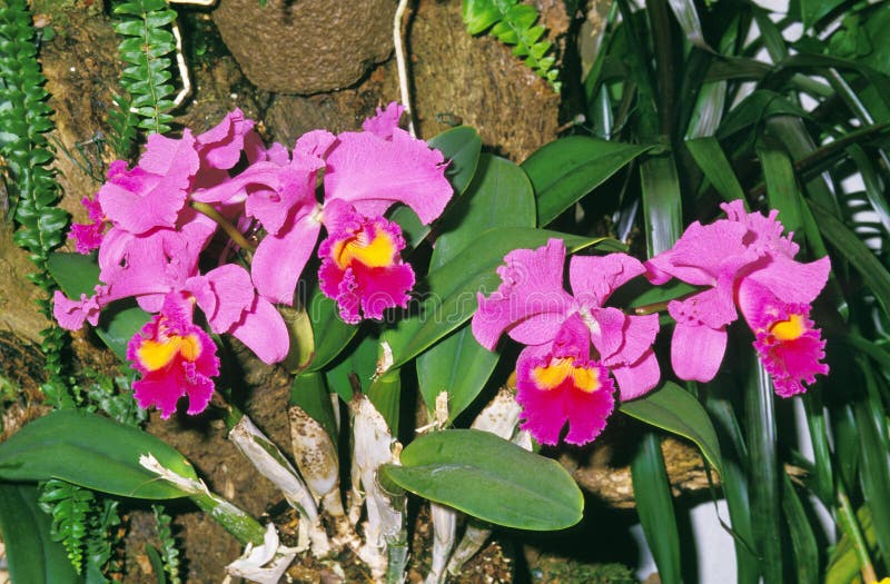 Orchid, cattleya sp stock image. Image of length, leaf - 195879721