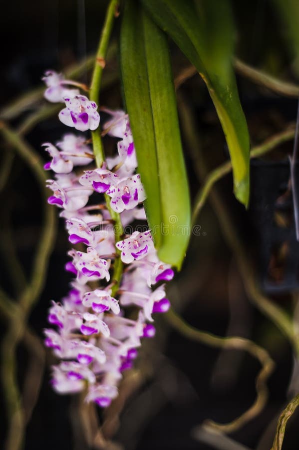 Orchid stock image. Image of plants, nature, leaves, object - 31579915