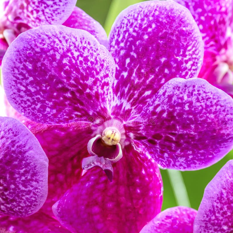 Orchid closeup in a garden stock photo. Image of card - 38567132