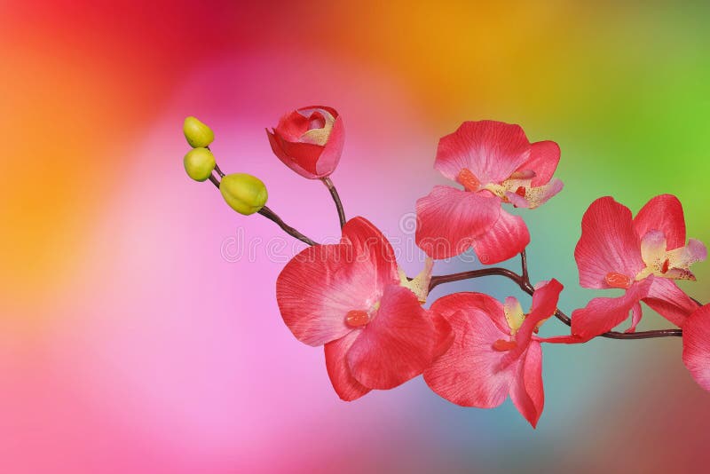 Orchid on Colored Background Stock Photo - Image of bloom, vertical ...