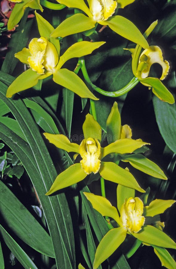 ORCHIDEE cymbidium stock image. Image of plant, outdoor - 171558835