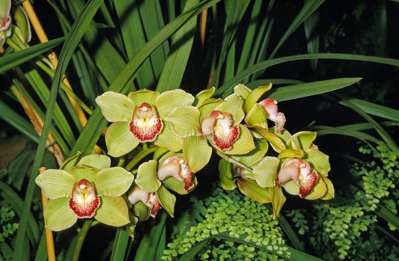 ORCHIDEE cymbidium stock photo. Image of orchid, botany - 170718328
