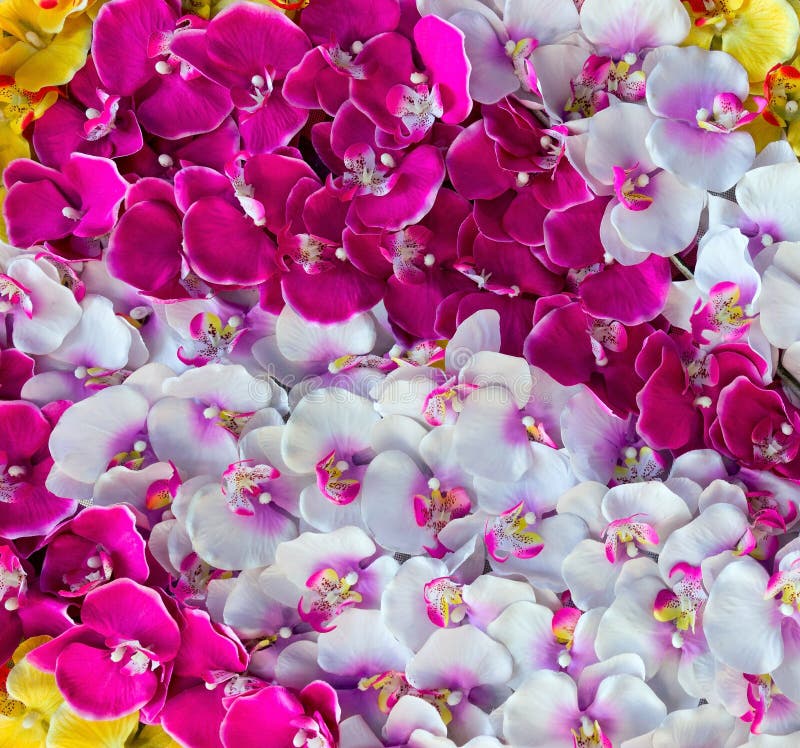 Orchid Decoration Background Stock Photo - Image of organic, beauty ...