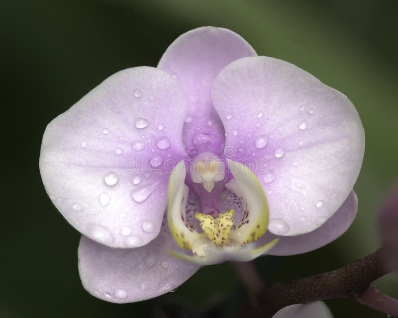 Orchid and Dew stock photo. Image of flowers, spring - 49492654