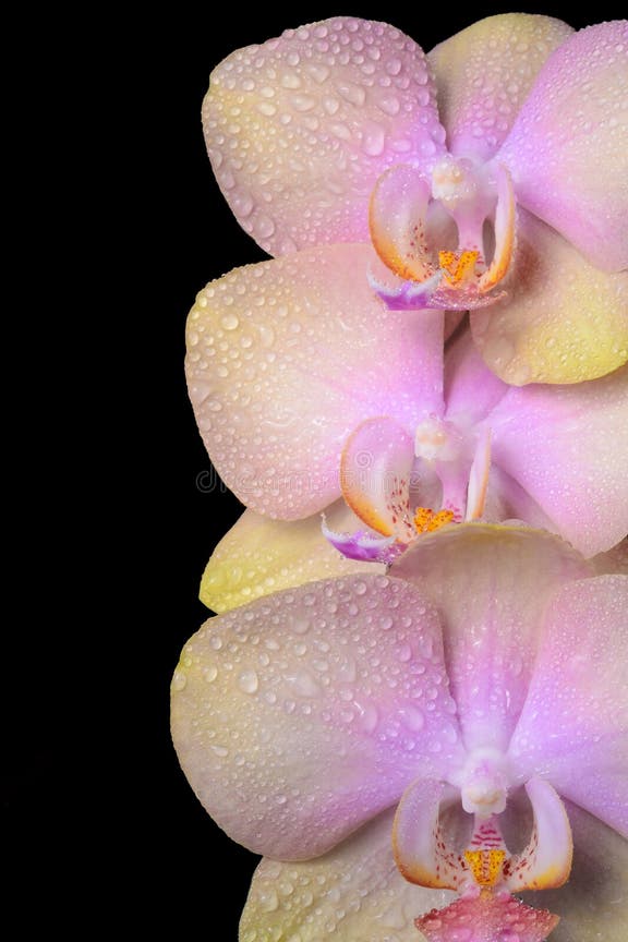 Orchid with dew drops stock photo. Image of flower, colors - 87547314