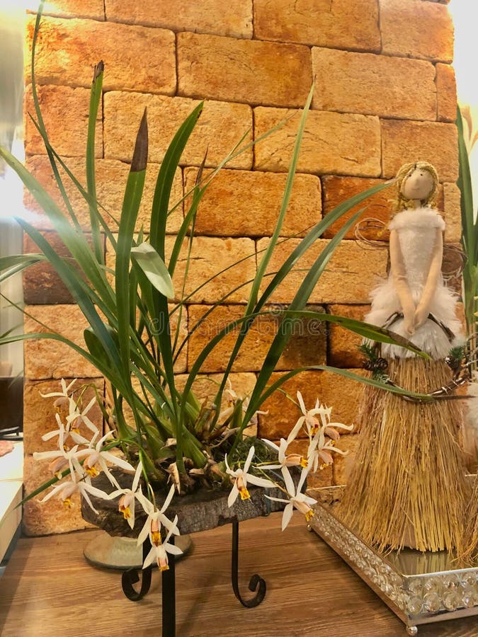 Orchid Display with Rustic Decor Stock Photo - Image of elegance, charm ...