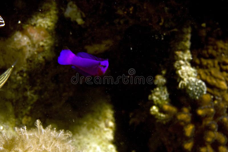 Orchid Dottyback (pseudochromis Fridmani) Stock Image - Image of marine ...