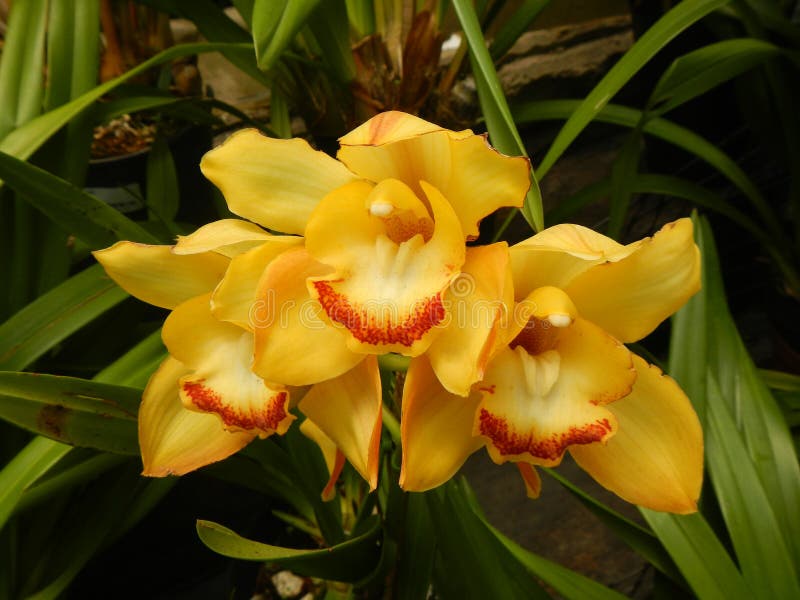 Orchid stock image. Image of beautiful, gardens, rose - 101059143