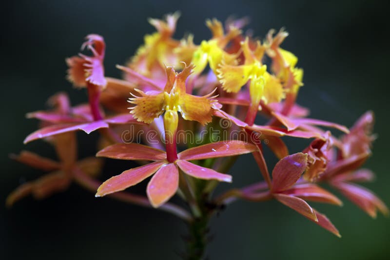 Orchid of the Epidendrum Genus Stock Photo - Image of wild, orchid ...