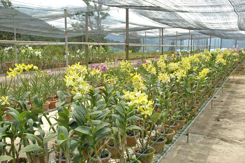 Orchid farm stock photo. Image of nature, agriculture - 5905470
