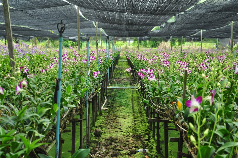 Orchid farm stock photo. Image of growth, farming, dirt - 36633844