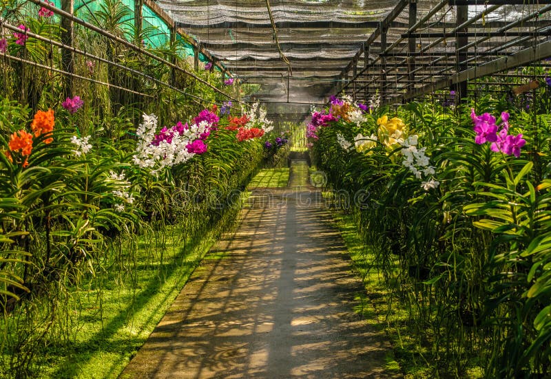 Orchid farm girl stock image. Image of floral, gardening - 29665383