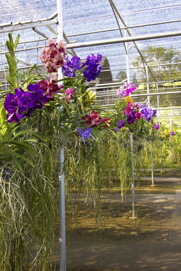 Orchid farm stock image. Image of plant, blossom, cultivated - 39977923