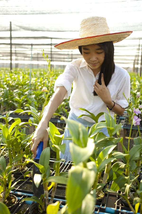 Orchid farm girl stock image. Image of blossom, farming - 29665015