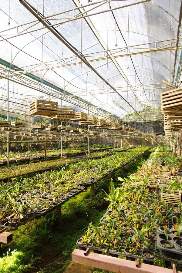 Orchid Farm stock photo. Image of orchid, freshness, ornate - 50844544