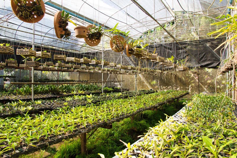 Orchid Farm stock image. Image of freshness, orchid, heap - 50844645