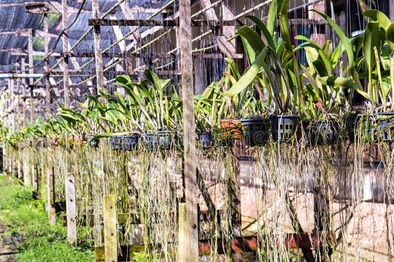 Orchid Farm stock image. Image of botanic, farming, botanical - 55844321