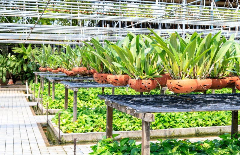 Orchid farm stock image. Image of leaf, bright, fresh - 31757027