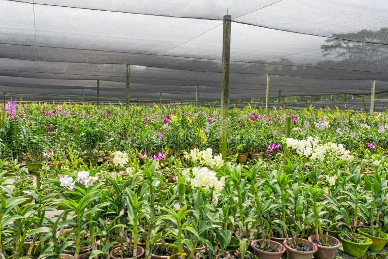 Orchid Farm stock image. Image of agriculture, ornamental - 36629397