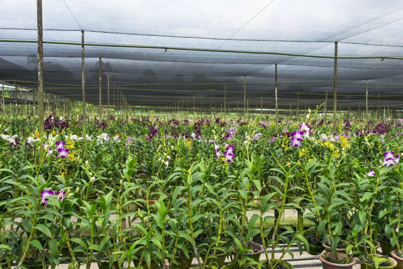 Orchid Farm stock photo. Image of horticulture, breed - 36629418