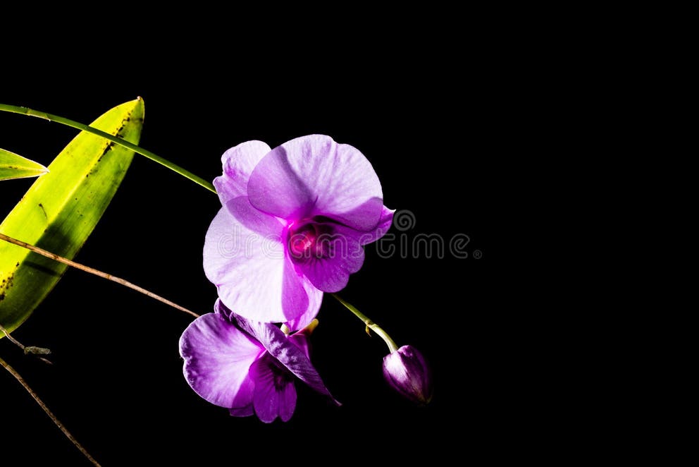 Orchid with flash light. stock image. Image of close - 136437189