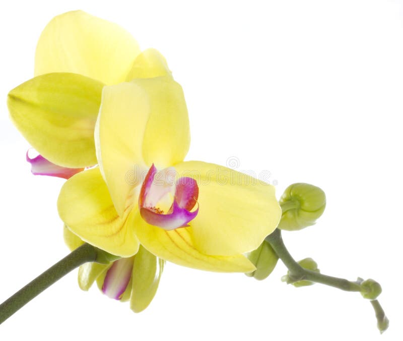 Dancing-Doll Orchid Flowers Stock Image - Image of dance, pure: 4542747