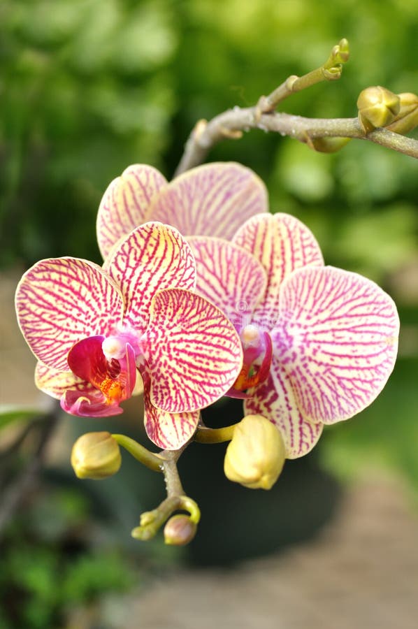 Closeup View of Beautiful Orchirds Flowers at the Garden Stock Image ...