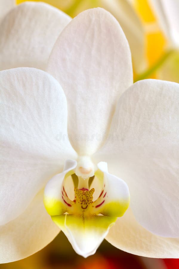 Orchid flower stock image. Image of focus, macro, fresh - 27246565