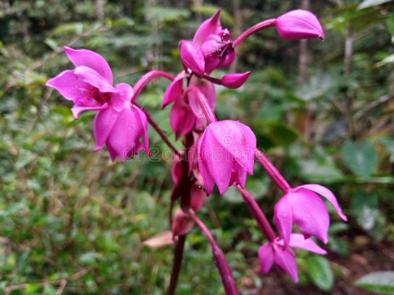 Orchid Flower with Abstract Background, in Central Java this Sire Stock ...