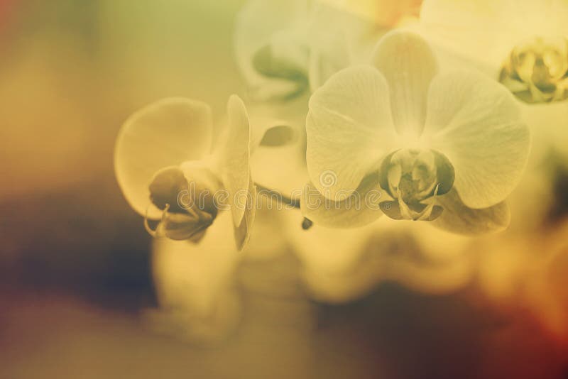 Orchid flower stock image. Image of abstract, plant, branch - 44915761