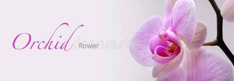 Beautiful Orchid Flower Banner Stock Image - Image of copy, flower ...