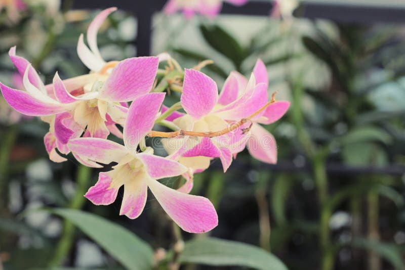 Orchid Flower Beautiful in the Garden. Stock Photo - Image of purple ...